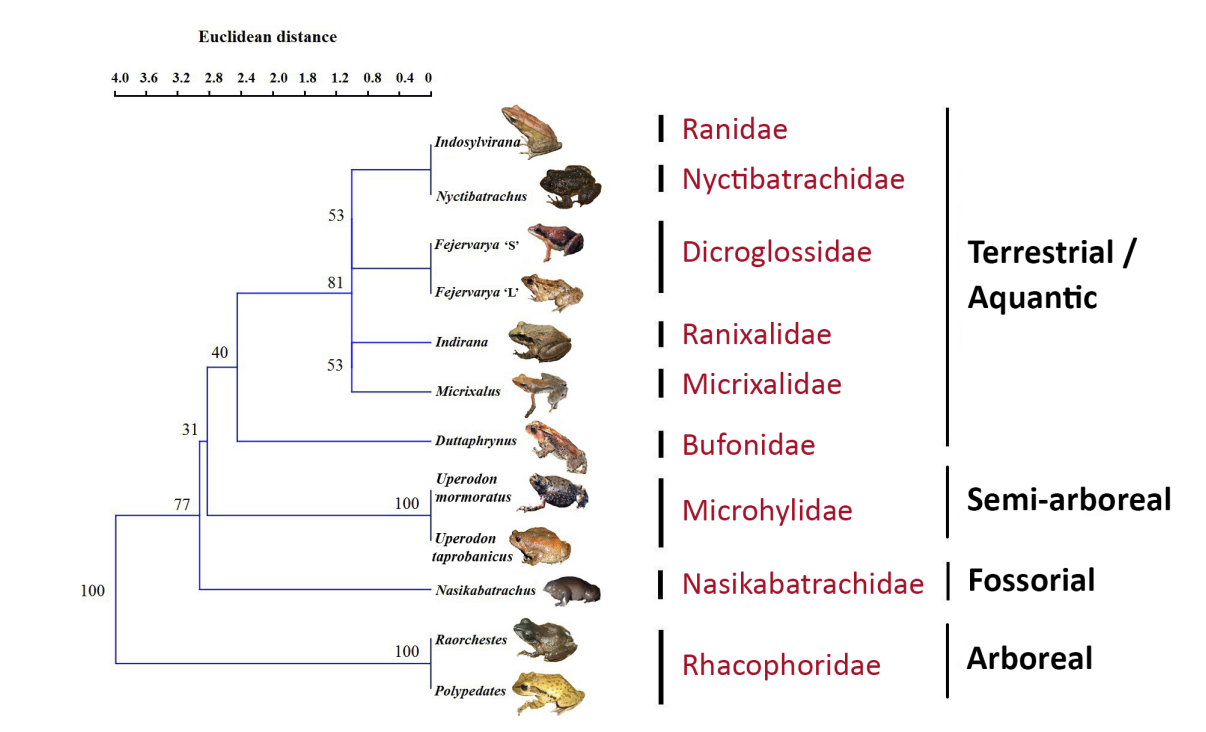 Biometrics, Numerical taxonomy and Cladistics - Biology Notes Online