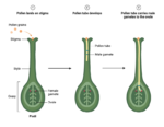 Pollen Grain - Structure, Types, Development and Evolution - Biology ...