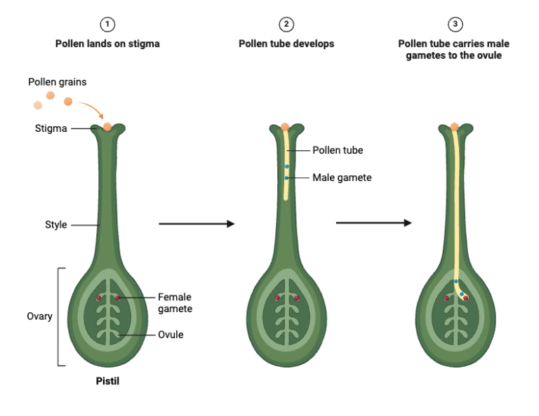 Pollen Grain - Structure, Types, Development and Evolution - Biology ...