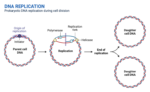What Is DNA Replication? - Steps, Enzymes, Mechanism, Applications ...