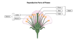 Structure of Flower - Parts of a Flower With Diagram and Their ...