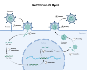 Retrovirus - Definition, Types, Structure, Replication - Microbiology Note