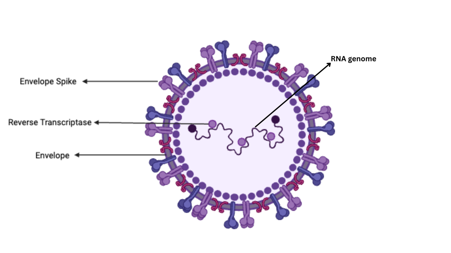 Retrovirus - Definition, Types, Structure, Replication - Microbiology Note