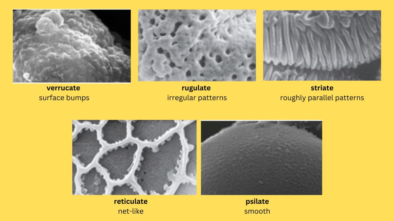 Pollen Grain - Structure, Types, Development and Evolution - Biology ...
