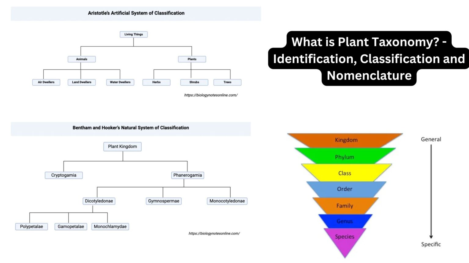 Taxonomic Hierarchy Ranks Categories And Taxonomic Groups Biology Notes Online