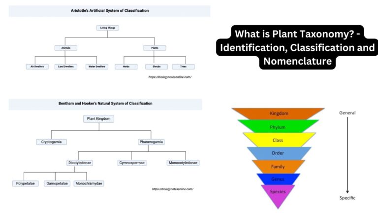 Systems of Classification - Artificial, Natural and Phylogenetic ...