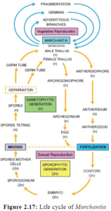 Marchantia - Characteristics, Structure, Reproduction, Classification ...