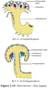 Marchantia - Characteristics, Structure, Reproduction, Classification ...
