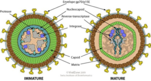 Retrovirus - Definition, Types, Structure, Replication - Microbiology Note