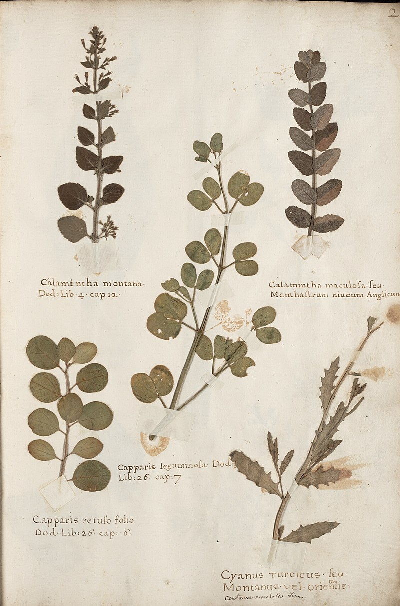 Herbarium - Definition, Technique, Importance, Examples - Microbiology Note