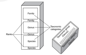 Taxonomic Hierarchy - Ranks, Categories and Taxonomic groups - Biology ...