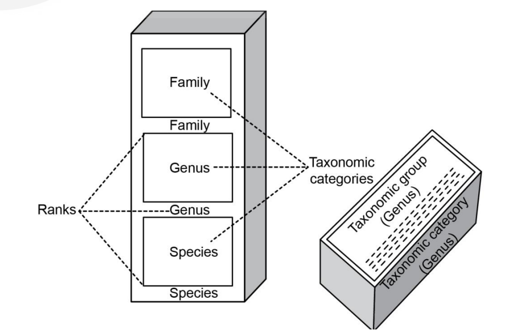 Taxonomic Hierarchy - Ranks, Categories and Taxonomic groups - Biology ...