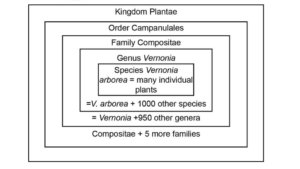 Taxonomic Hierarchy - Ranks, Categories and Taxonomic groups - Biology ...