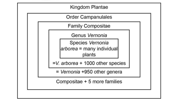 Taxonomic Hierarchy - Ranks, Categories and Taxonomic groups - Biology ...