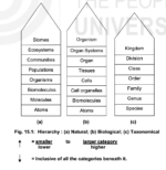Taxonomic Hierarchy - Ranks, Categories and Taxonomic groups - Biology ...