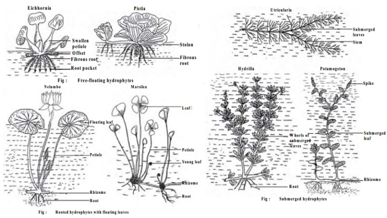 Ecological Adaptations in Hydrophytes - Biology Notes Online