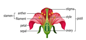 Structure Of Flower - Parts Of A Flower With Diagram And Their ...