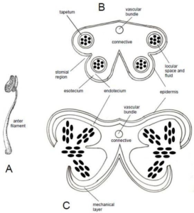 Anther of a Flower – Types, Structure, and Functions - Biology Notes Online