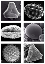 Pollen Grain - Structure, Types, Development and Evolution - Biology ...
