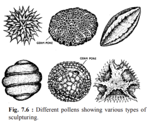 Pollen Grain - Structure, Types, Development and Evolution - Biology ...