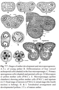 Pollen Grain - Structure, Types, Development and Evolution - Biology ...