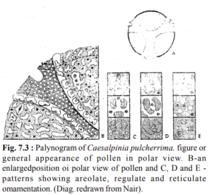 Pollen Grain - Structure, Types, Development and Evolution - Biology ...