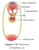Ovule - Definition, Structure, Types, Diagram, Functions - Biology ...