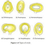 Ovule - Definition, Structure, Types, Diagram, Functions - Biology ...