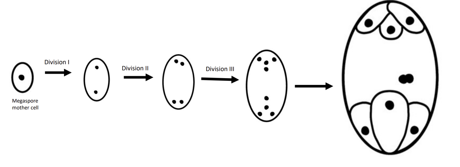 Embryo Sac - Structure, Types, Development, Function - Biology Notes Online
