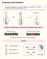 Missense Mutation - Definition, Types, Causes, Examples - Biology Notes ...