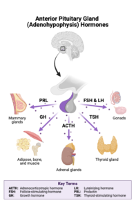 Pituitary Gland - Structure, Hormones, Functions, Disorders - Biology ...