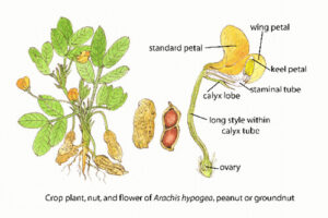General description of Vegetable Oils and Fats - Biology Notes Online