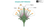 Pollination - Definition, Types, Process, Agents, Adaptation - Biology ...