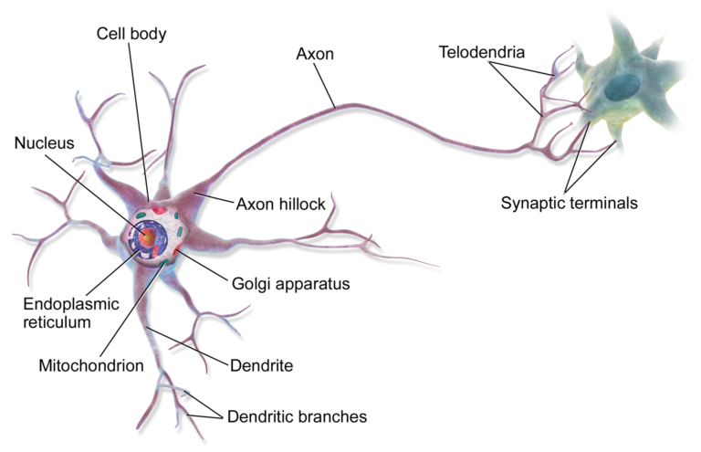 Axon - Definition, Structure, Types, Functions - Biology Notes Online