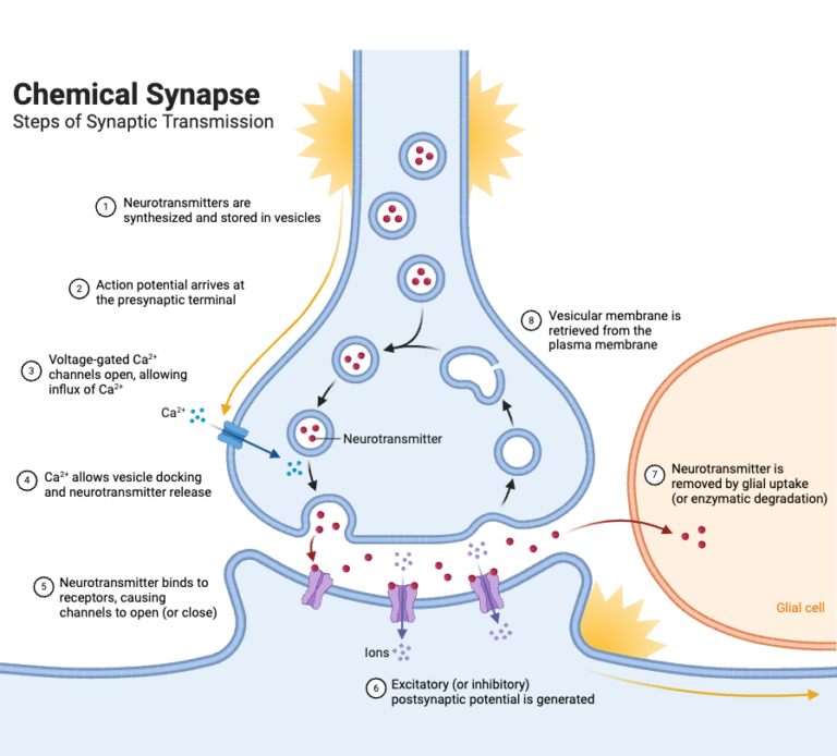 Dendrites Definition Structure Types Functions Biology Notes Online