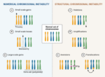 Chromosomal Mutation - Definition, Causes, Mechanism, Advantages ...