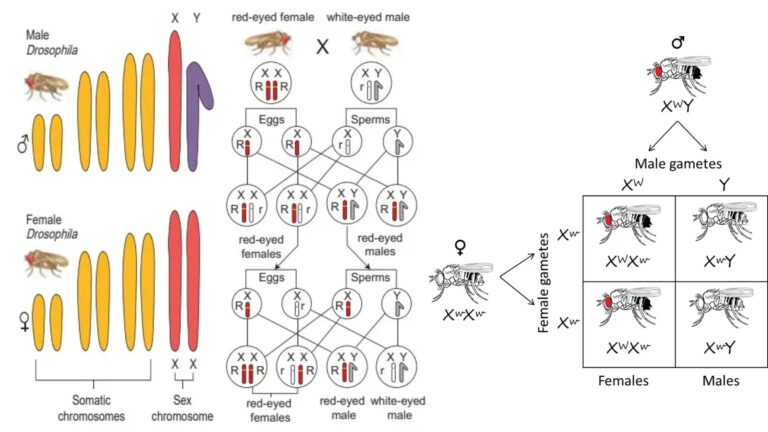 RNA Interference (RNAi) - Definition, Mechanism, Application - Biology ...