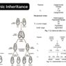 rRNA - Structure, Definition, Types, Functions - Biology Notes Online