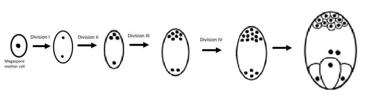 Embryo Sac - Structure, Types, Development, Function - Biology Notes Online