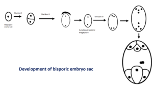 Embryo Sac - Structure, Types, Development, Function - Biology Notes Online