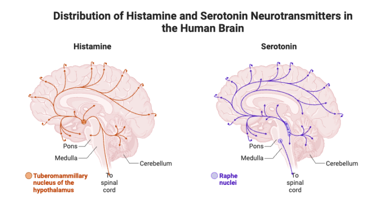 Neurotransmitters - Definition, Types, Mechanism, Functions - Biology ...