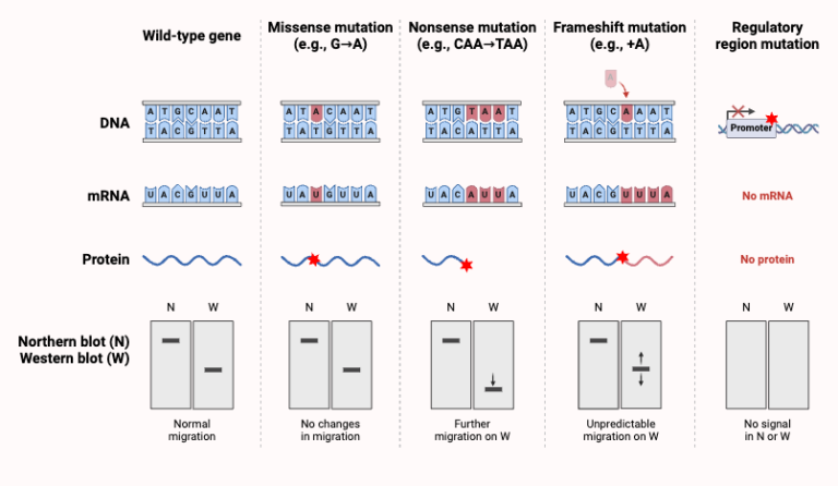 Missense Mutation - Definition, Types, Causes, Examples - Biology Notes ...