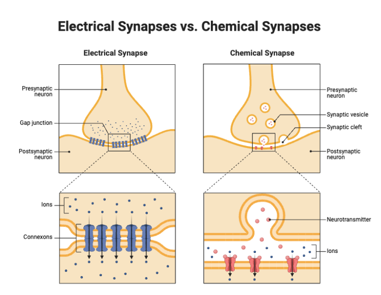 Synapse - Definition, Structure, Principles, Types & Function - Biology ...