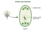 Embryo Sac - Structure, Types, Development, Function - Biology Notes Online