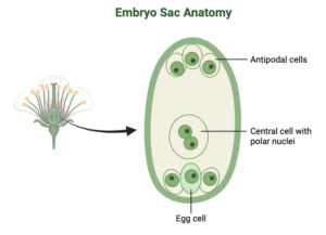 Embryo Sac - Structure, Types, Development, Function - Biology Notes Online