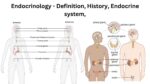 Homeostasis - Definition, Mechanism, Types, Importance, Examples ...