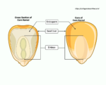 Embryo Development of Dicot and monocot embryo - Biology Notes Online