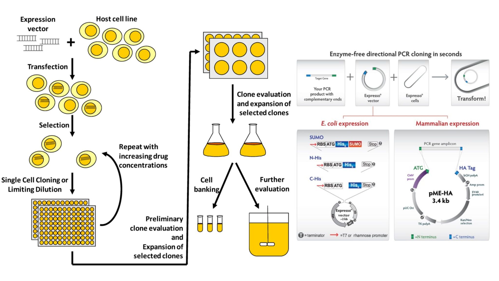Micropropagation - Definition, Application, Advantages, Disadvantages ...