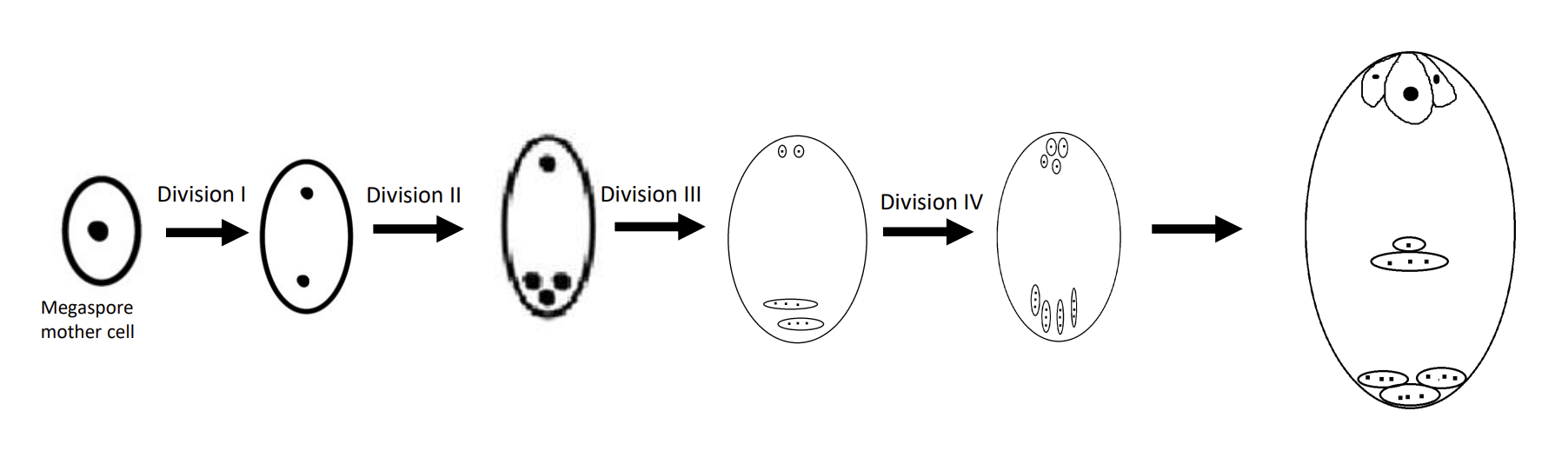 Embryo Sac - Structure, Types, Development, Function - Biology Notes Online