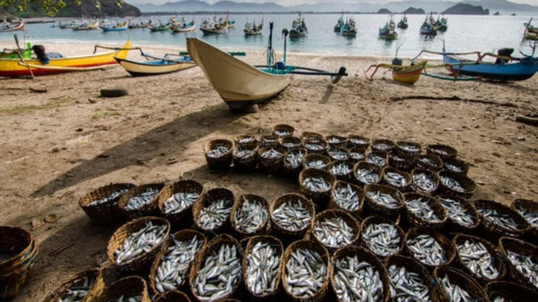 Fishery By-products - Examples, Uses - Biology Notes Online